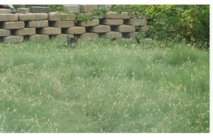 16 Types of Buffalo Grass - Identification Guide - AMERICAN GARDENER