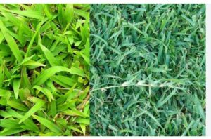 16 Types of Centipedegrass - Identification Guide - AMERICAN GARDENER