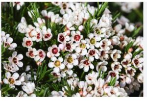 Waxflower (Chamelaucium): Identifying Characteristics, Landscape Uses ...