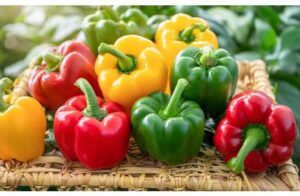 24 Types of Bell Peppers – Identification Guide - AMERICAN GARDENER