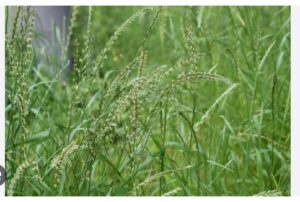 16 Types of Ryegrass (Lolium ssp.) - Identification Guide - AMERICAN ...