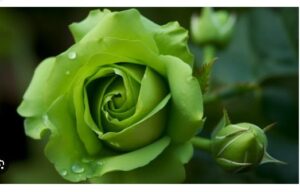 17 Types of Green Roses (With Pictures) – Identification Guide ...