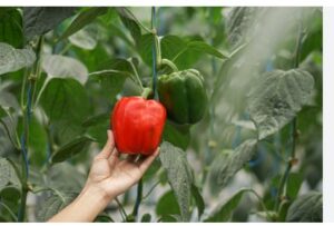 24 Types of Bell Peppers - Identification Guide - AMERICAN GARDENER