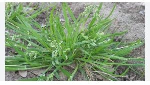 16 Types of Kentucky Bluegrass - AMERICAN GARDENER
