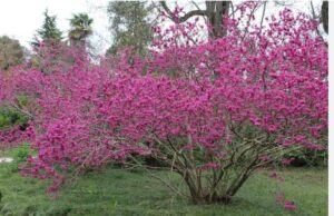 Chinese Redbud (Cercis chinensis): Identifying Characteristics, Uses ...
