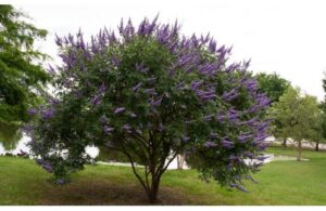 Chaste Tree: Identifying Characteristics, Landscape Uses & Cultivation ...