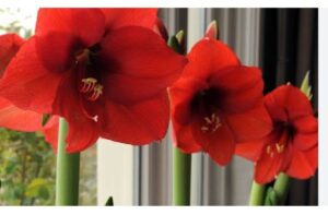 36 Flowers That Bloom In December – Identification Guide - AMERICAN ...