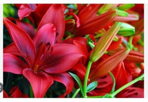 28 Types of Red Lily Flowers With Pictures - AMERICAN GARDENER