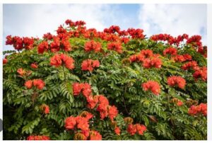 48 Trees With Orange Flowers - Identification Guide - AMERICAN GARDENER