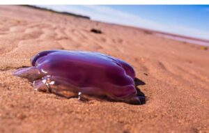 28 Types of Jellyfish (With Pictures) - Identification Guide - AMERICAN ...