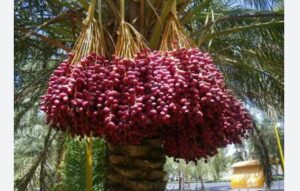 36 Types of Dates (With Pictures) – Identification Guide - AMERICAN ...