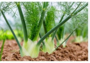 Fennel: History, Identifyingy Characteristics, Nutritional Value ...