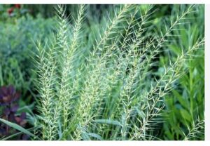 24 Types of Cool-Season Grasses - Identification Guide - AMERICAN GARDENER