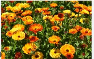 Calendula: Identifying Characteristics, Landscape Uses & Cultivation ...