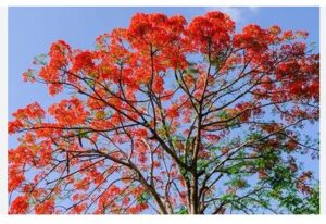Australian Flame Tree: Identifying Characteristics, Landscape Uses ...