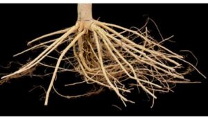 Types of Root Systems In Plants (With Diagram) - AMERICAN GARDENER
