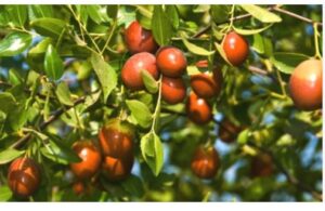 24 Types of Jujube (Ziziphus jujuba) - Identification Guide - AMERICAN ...