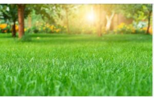 21 Types of Grasses For Lawns – Identification Guide - AMERICAN GARDENER