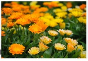 Calendula: Identifying Characteristics, Landscape Uses & Cultivation ...