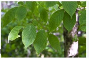 Ironwood Tree: Identifying Characteristics, Landscape Use & Cultivation ...