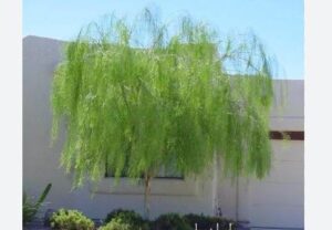 Palo Blanco Tree: Identifying Characteristics, Landscape Uses ...