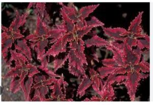 24 Plants With Red Stems - Identification Guide - AMERICAN GARDENER