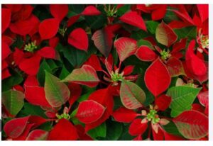 36 Flowers That Bloom In December – Identification Guide - AMERICAN ...