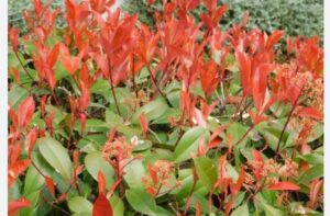 24 Plants With Red Stems – Identification Guide - AMERICAN GARDENER