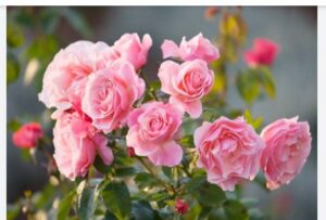 52 Types of Pink Roses (With Pictures) - Identification Guide ...