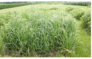 16 Types of Warm-Season Grasses – Identification Guide - AMERICAN GARDENER