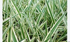 Flax lily (Dianella tasmanica): Identifying Characteristics, Uses ...