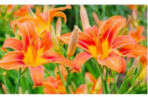 85 Best Daylily Varieties - Identification Guide - AMERICAN GARDENER