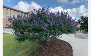 Chaste Tree: Identifying Characteristics, Landscape Uses & Cultivation ...