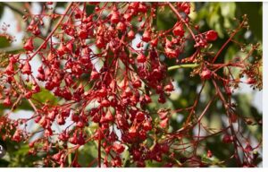 Australian Flame Tree: Identifying Characteristics, Landscape Uses ...
