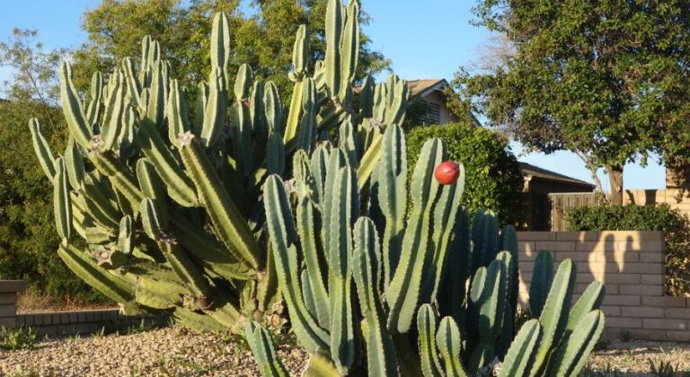 Peruvian Apple Cactus: Identifying Characteristics, Landscape Uses ...