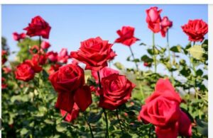 62 Types of Red Roses (Varieties) For Your Garden - AMERICAN GARDENER