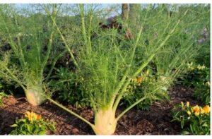 Fennel: History, Identifyingy Characteristics, Nutritional Value ...