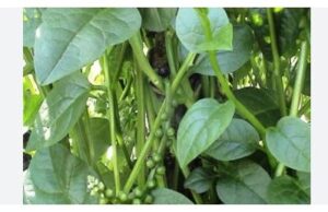 32 Popular African Vegetables – Identification Guide - AMERICAN GARDENER