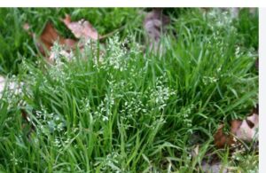 16 Types of Kentucky Bluegrass - AMERICAN GARDENER