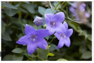 36 Flowers That Bloom In October – Identification Guide - AMERICAN GARDENER