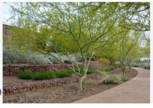 Palo Blanco Tree: Identifying Characteristics, Landscape Uses ...