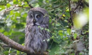 28 Types of Owl Species (With Pictures) - AMERICAN GARDENER
