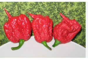 Pepper X: Origin, Heat, Flavor (Other Characteristics) & Cultivation ...