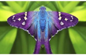 18 Types of Purple Butterfly Species— Identification Guide - AMERICAN ...