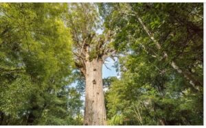Kauri (Agathis australis): History, Identifying Characteristics ...