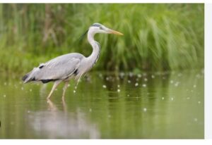 24 Types of Heron Bird Species (With Pictures) - Identification Guide ...