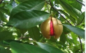 12 Types of Nutmeg Trees (With Pictures) - AMERICAN GARDENER