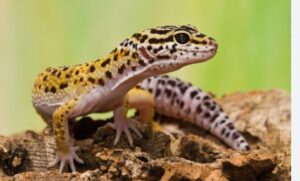 42 Types of Geckos (Their Identifying Characteristics & Pictures ...