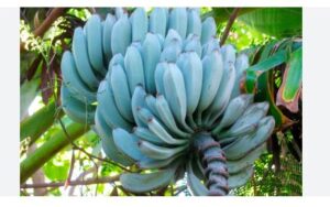Blue Java (Ice Cream Banana): History, Identifying Characteristics ...