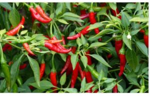 24 Types of Red Peppers (With Pictures) – Identification Guide ...